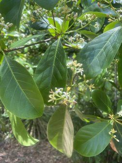 Vavaea amicorum_百度百科