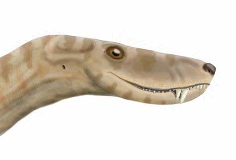 似鼬鳄兽属_百度百科