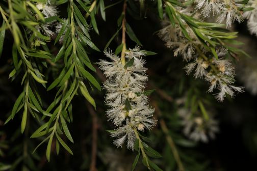 Melaleuca decora_百度百科