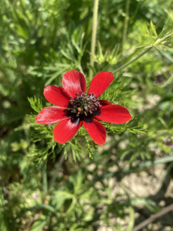 Adonis annua_百度百科