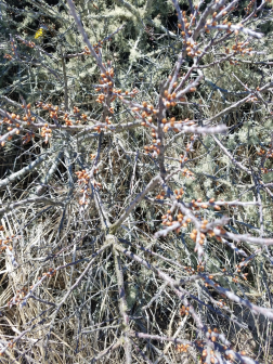 Hippophae rhamnoides_百度百科