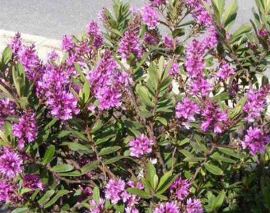 Hebe 'Caledonia'_百度百科