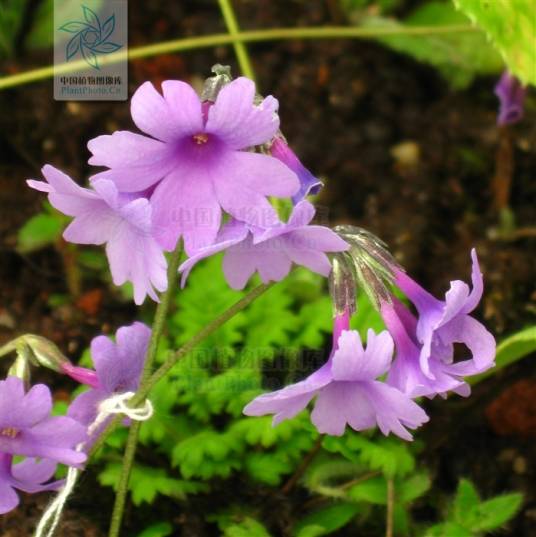 羽叶报春_百度百科