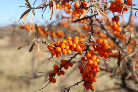 沙棘（胡颓子科沙棘属植物）_百度百科