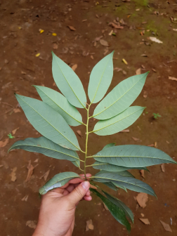 Virola multiflora_百度百科