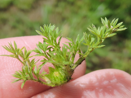 Soliva sessilis_百度百科