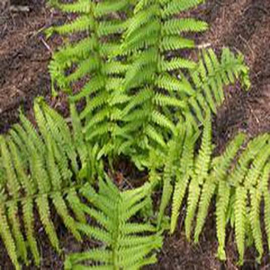 Dryopteris filix-mas 'Grandiceps Wills'_百度百科