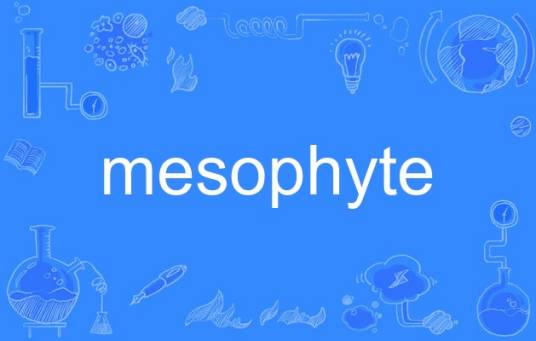mesophyte_百度百科
