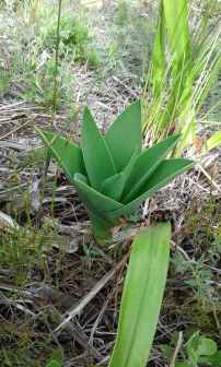 Drimia capensis_百度百科