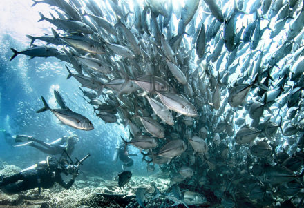 杰克鱼风暴_百度百科