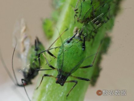 豌豆修尾蚜_百度百科