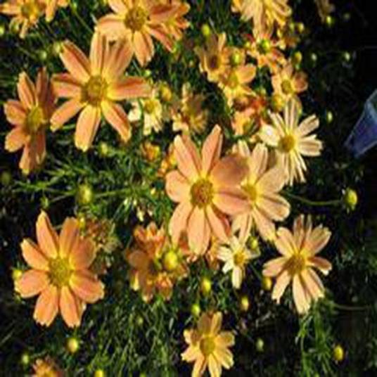 Coreopsis 'Sienna Sunset'_百度百科