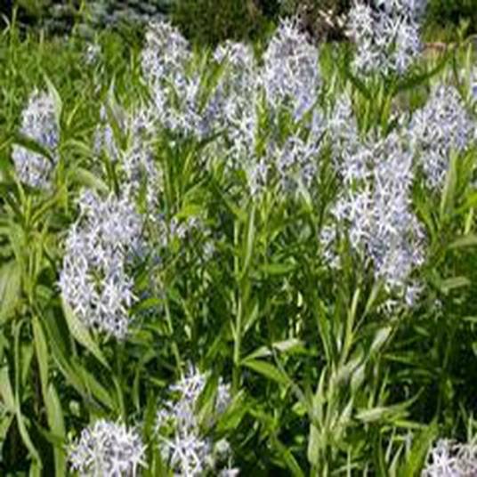 Amsonia illustris_百度百科