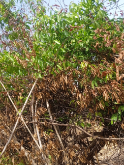 Saba senegalensis_百度百科