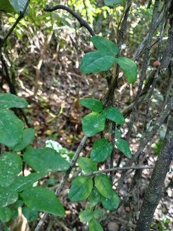 Boquila trifoliolata_百度百科