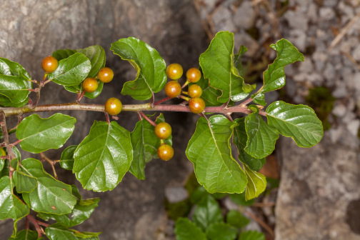 Frangula rupestris_百度百科