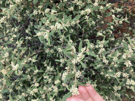 Commersonia borealis_百度百科