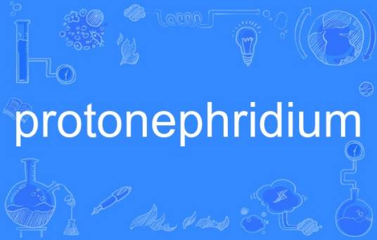 protonephridium_百度百科