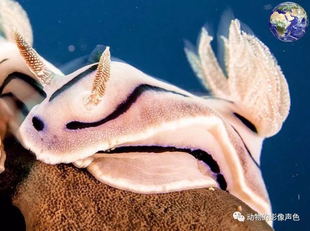 这种动物雌雄同体自己就可以与自己交配，被人们称作海兔子_百科TA说
