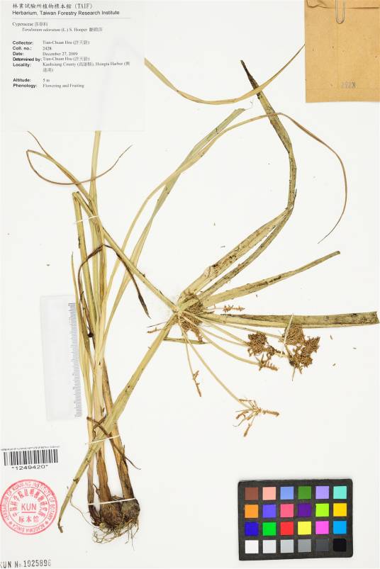 断节莎属_百度百科