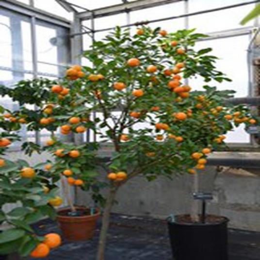 Citrus × microcarpa_百度百科