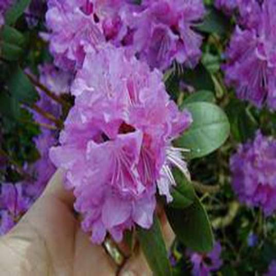 Rhododendron (PJM Group)_百度百科