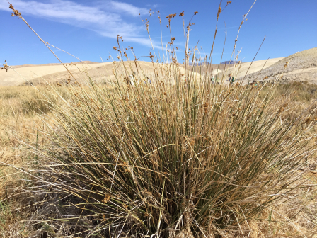 Juncus cooperi_百度百科