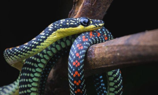 金花蛇_百度百科