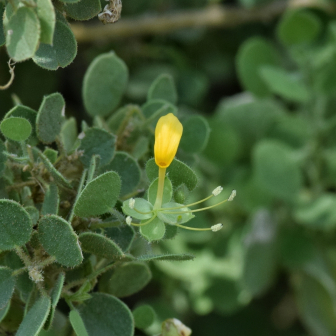 Cadaba glandulosa_百度百科