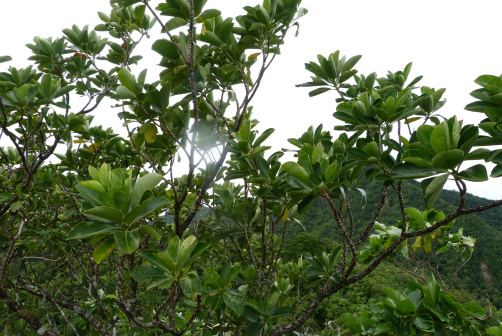 Fagraea berteroana_百度百科