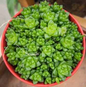 阿福花科_百度百科