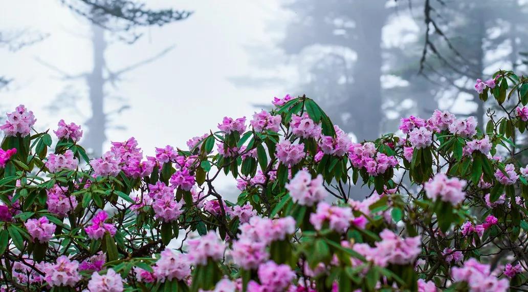 瓦屋山杜鹃从低山区绽放了，漫山盛景将至_百科TA说