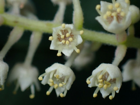Terminalia samoensis_百度百科