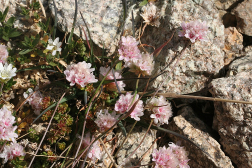 Armeria multiceps_百度百科