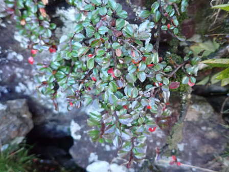 Cotoneaster apiculatus（蔷薇科植物）_百度百科