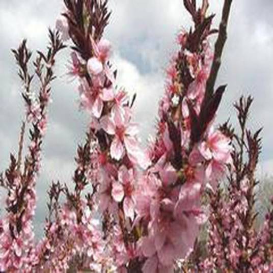Prunus persica 'Bonfire'_百度百科