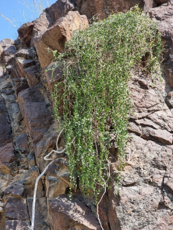 Cocculus pendulus_百度百科