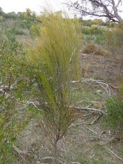 Exocarpos sparteus_百度百科