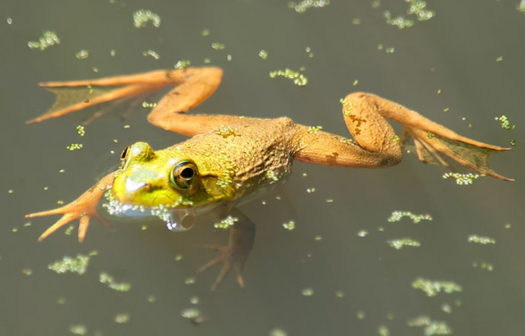 美洲牛蛙_百度百科