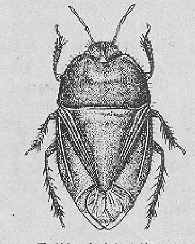 印度伊土蝽_百度百科