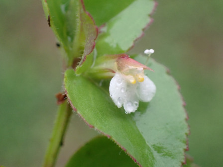 羽母草_百度百科