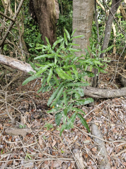 Atalaya multiflora_百度百科
