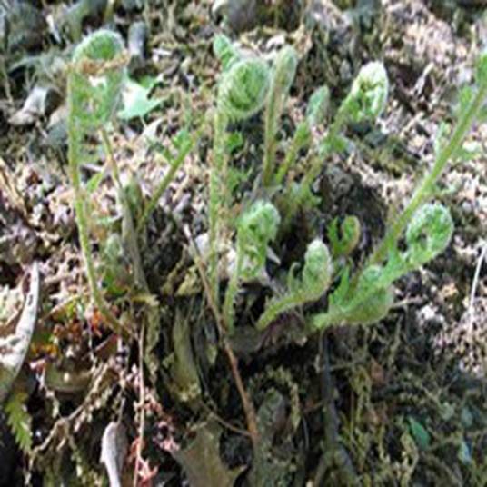 Dryopteris × complexa_百度百科