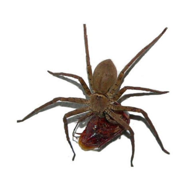 白额高脚蛛竟然是世界上最大的室内蜘蛛？_百科TA说