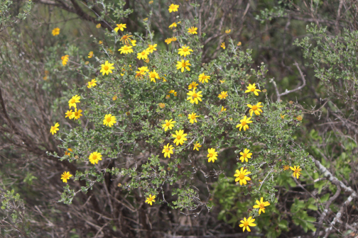 Calanticaria bicolor_百度百科