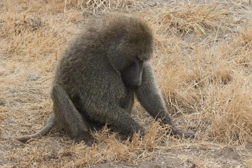 狒狒（猴科狒狒属下的动物统称）_百度百科