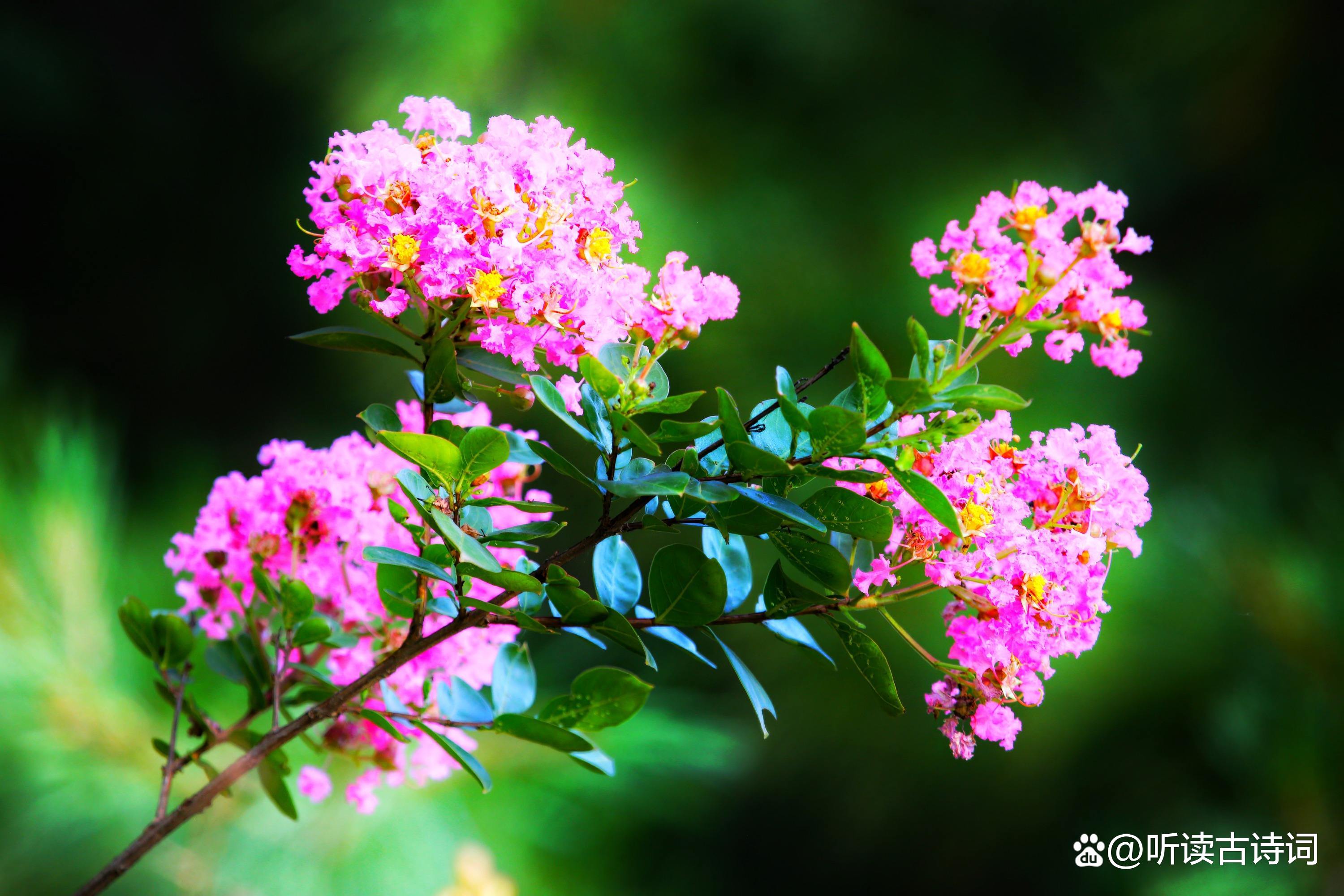 “独坐黄昏谁是伴，紫薇花对紫微郎”白居易值夜班想的是打卡下班_百科TA说
