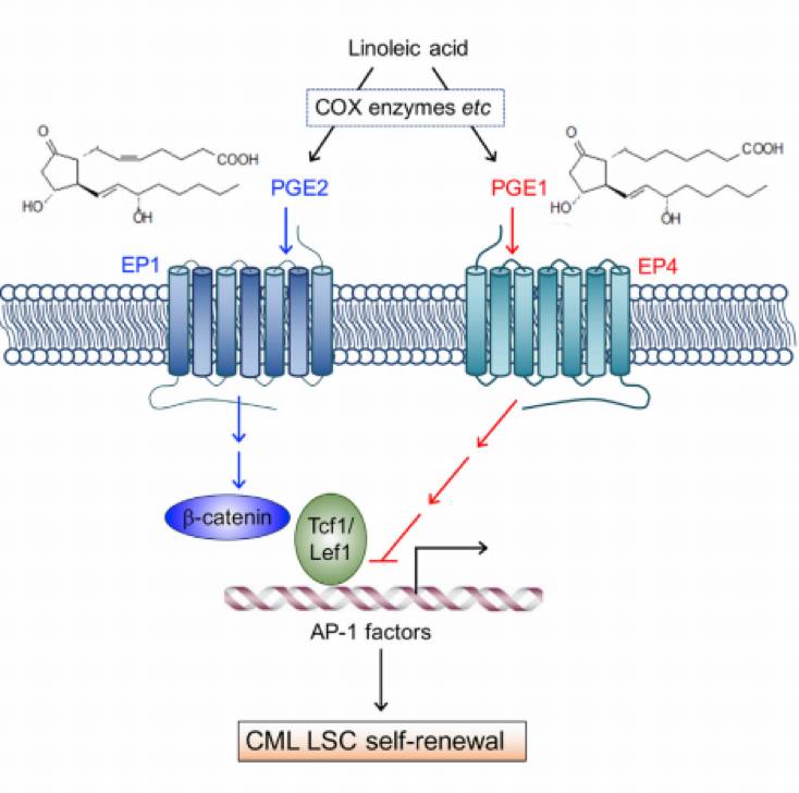 华人学者提出治疗白血病新方法，或可清除肿瘤干细胞_百科TA说