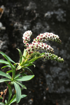 Sibiraea tianschanica_百度百科