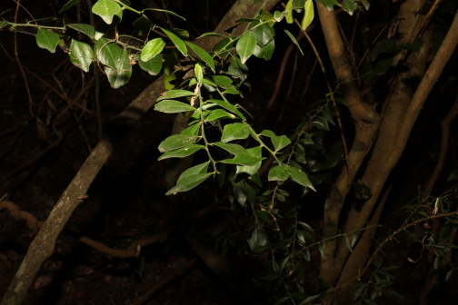 Citrus australis_百度百科